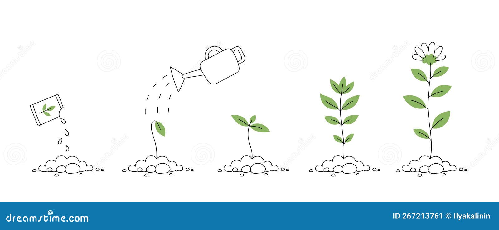 Flower Plant Growth Stages. Seedling Development Stage. Vector Editable ...