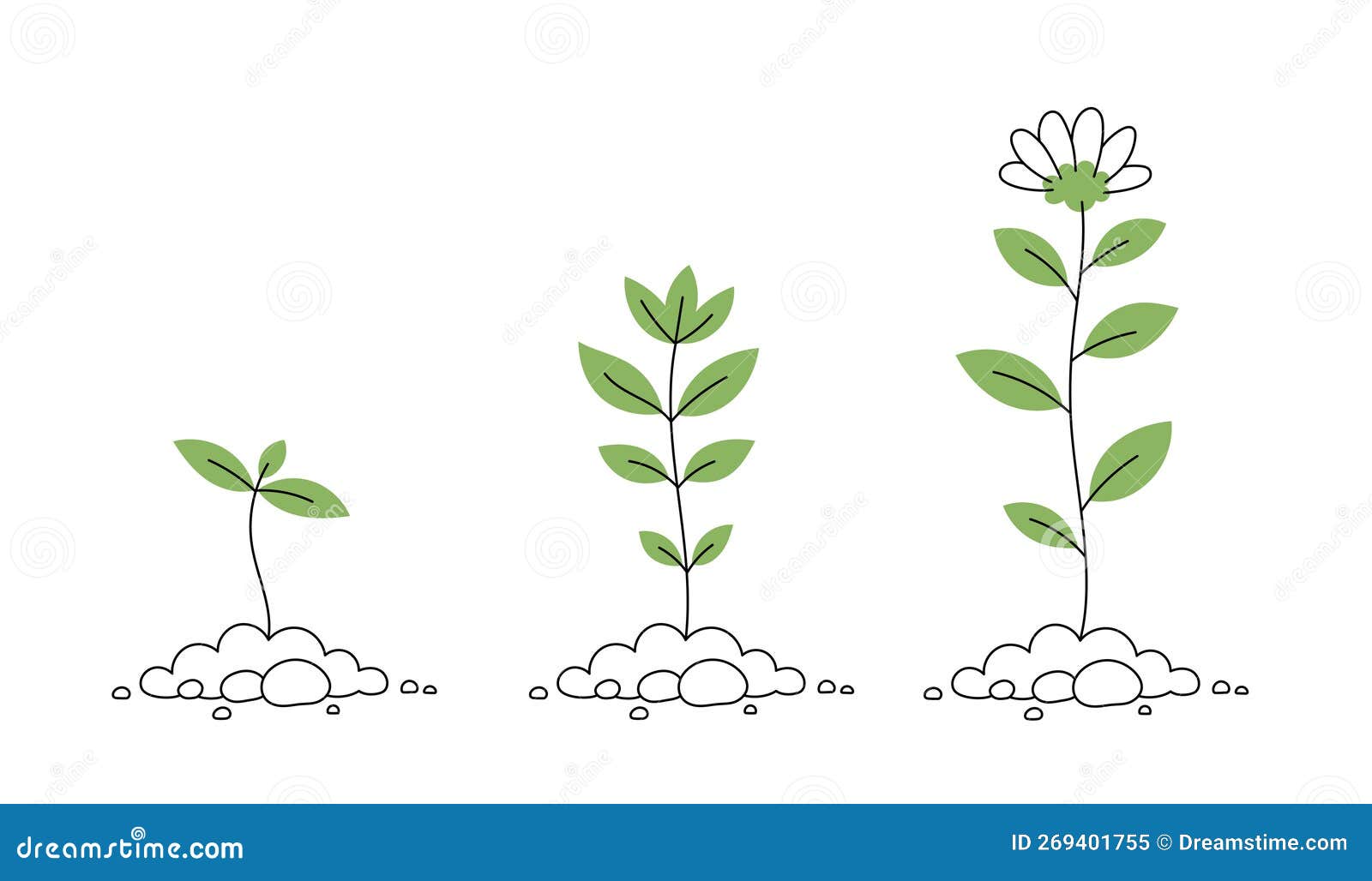 Flower Plant Growth Stages. Seedling Development. Vector Editable ...