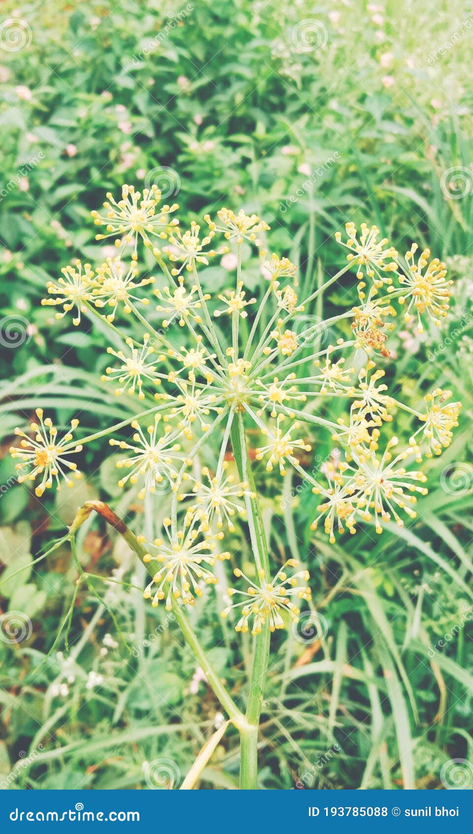 This Flower Plant Name is Somp Stock Photo - Image of flower, somp ...