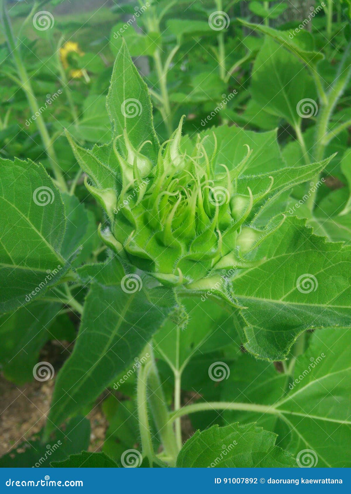 Flower stock photo. Image of green, sunflower, plant - 91007892