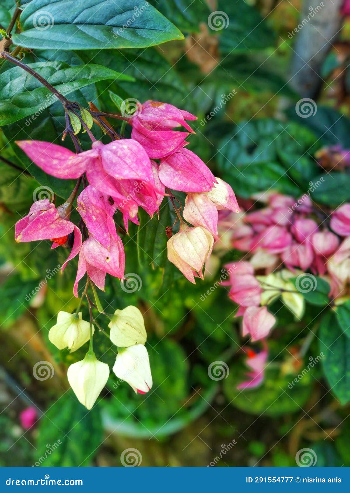 The Flower Plant, Nyonya Eats Betel, is Pink and White Stock Image ...