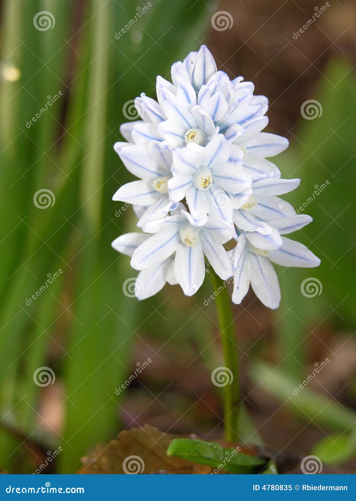 Flower of the Plant Puschkinia Stock Image - Image of garden, bloom ...