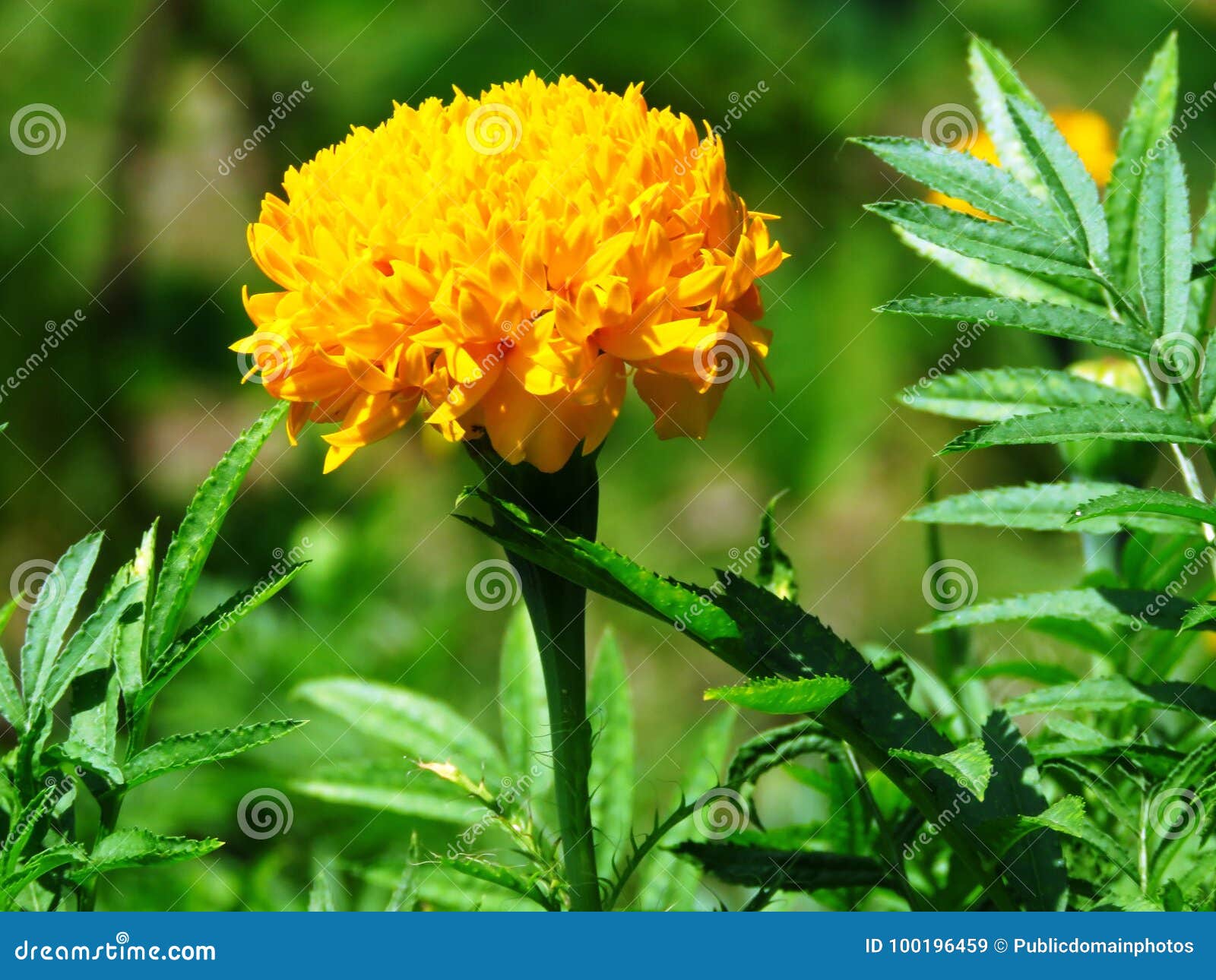 Flower, Plant, Safflower, Annual Plant Picture. Image: 100196459