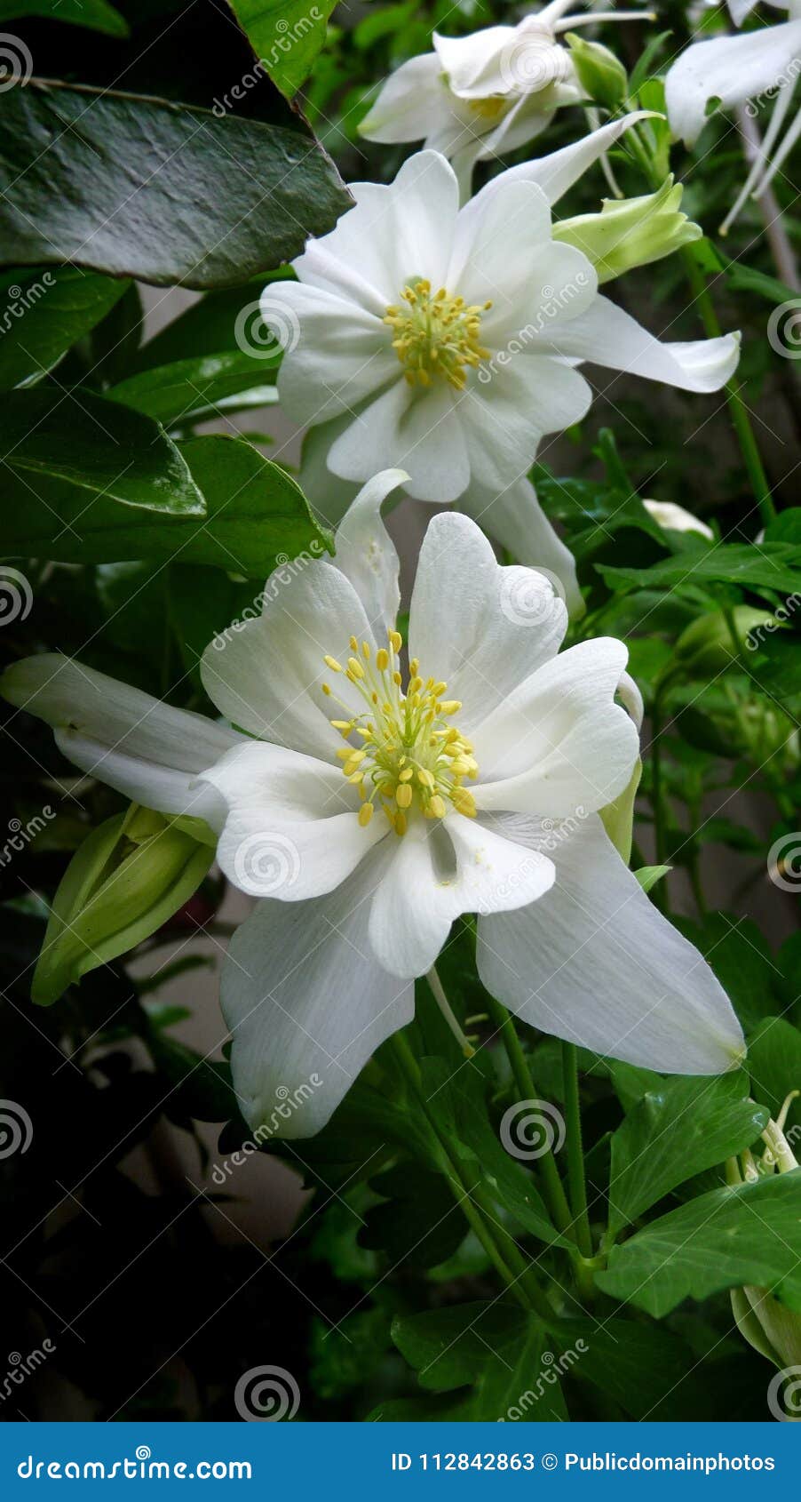 Flower, Plant, White, Flora Picture. Image: 112842863