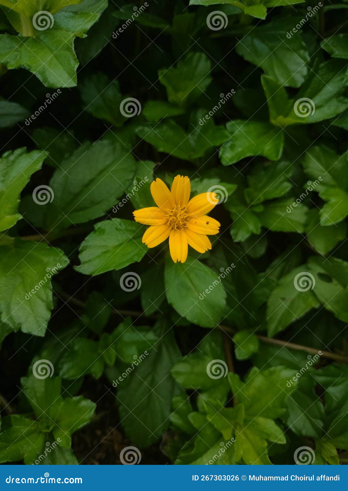 Flower plant yellow araou stock photo. Image of shrub - 267303026