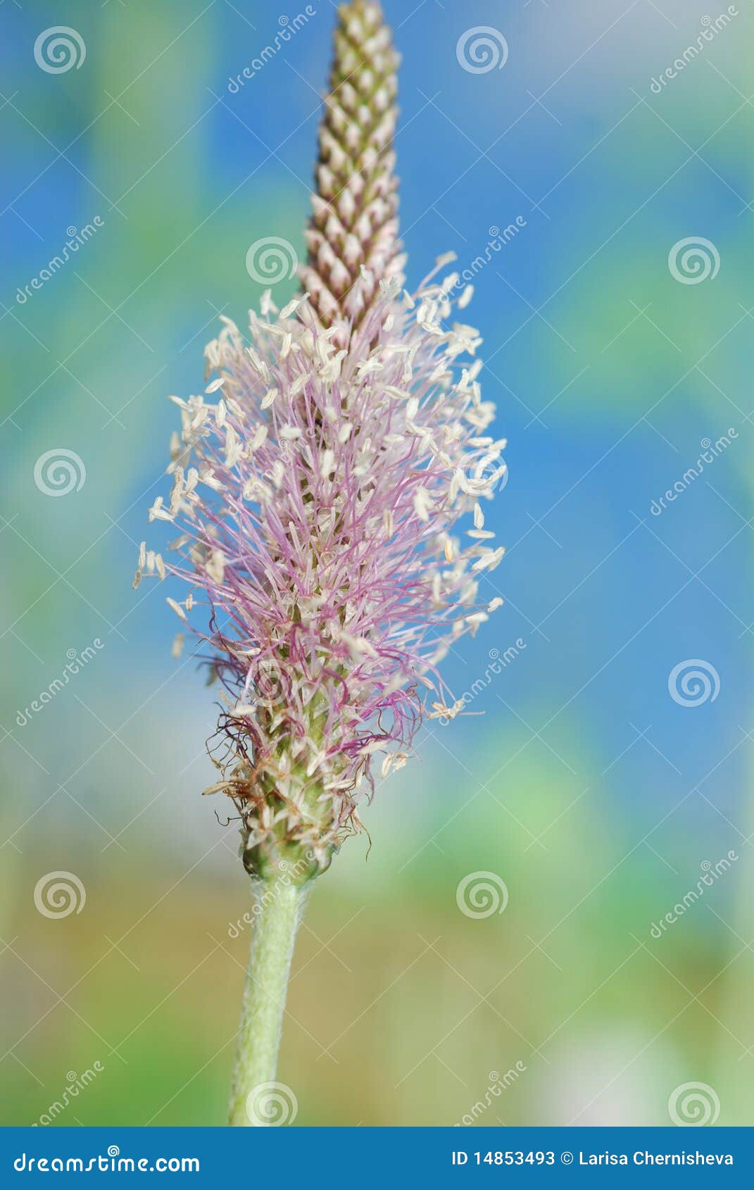 Flower of the Plantain (plantago). Macro. Stock Image - Image of ...
