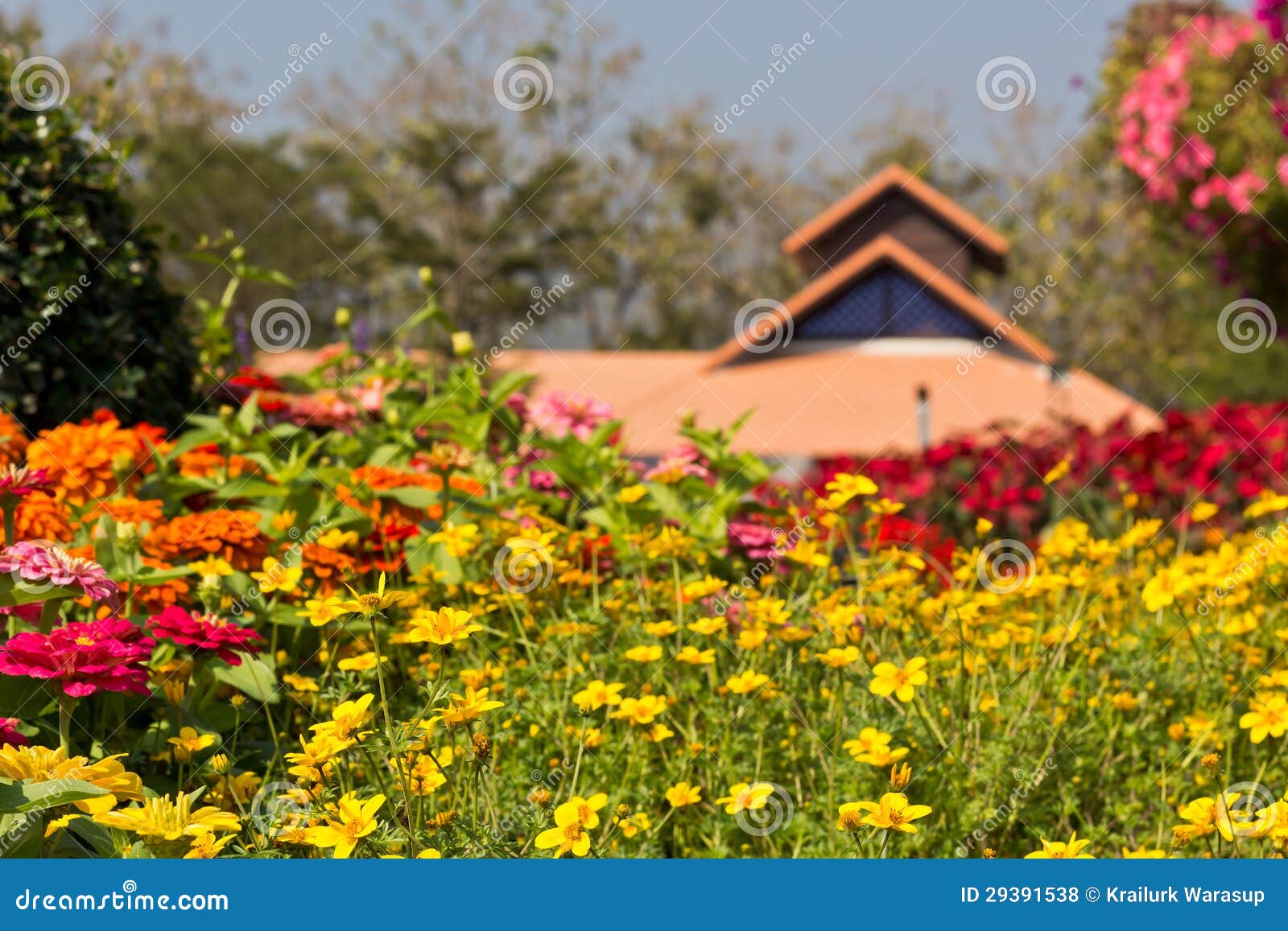 Flower Plantation stock photo. Image of gardening, sunlight - 29391538