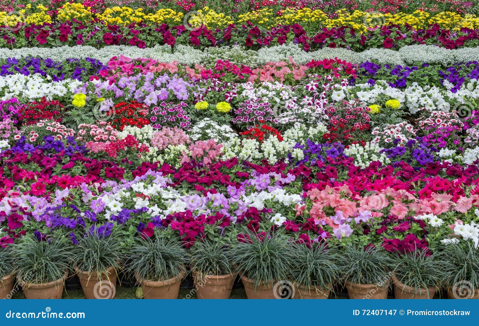 Flower Plants Arranged in Design Stock Image - Image of pots, flowerbed ...