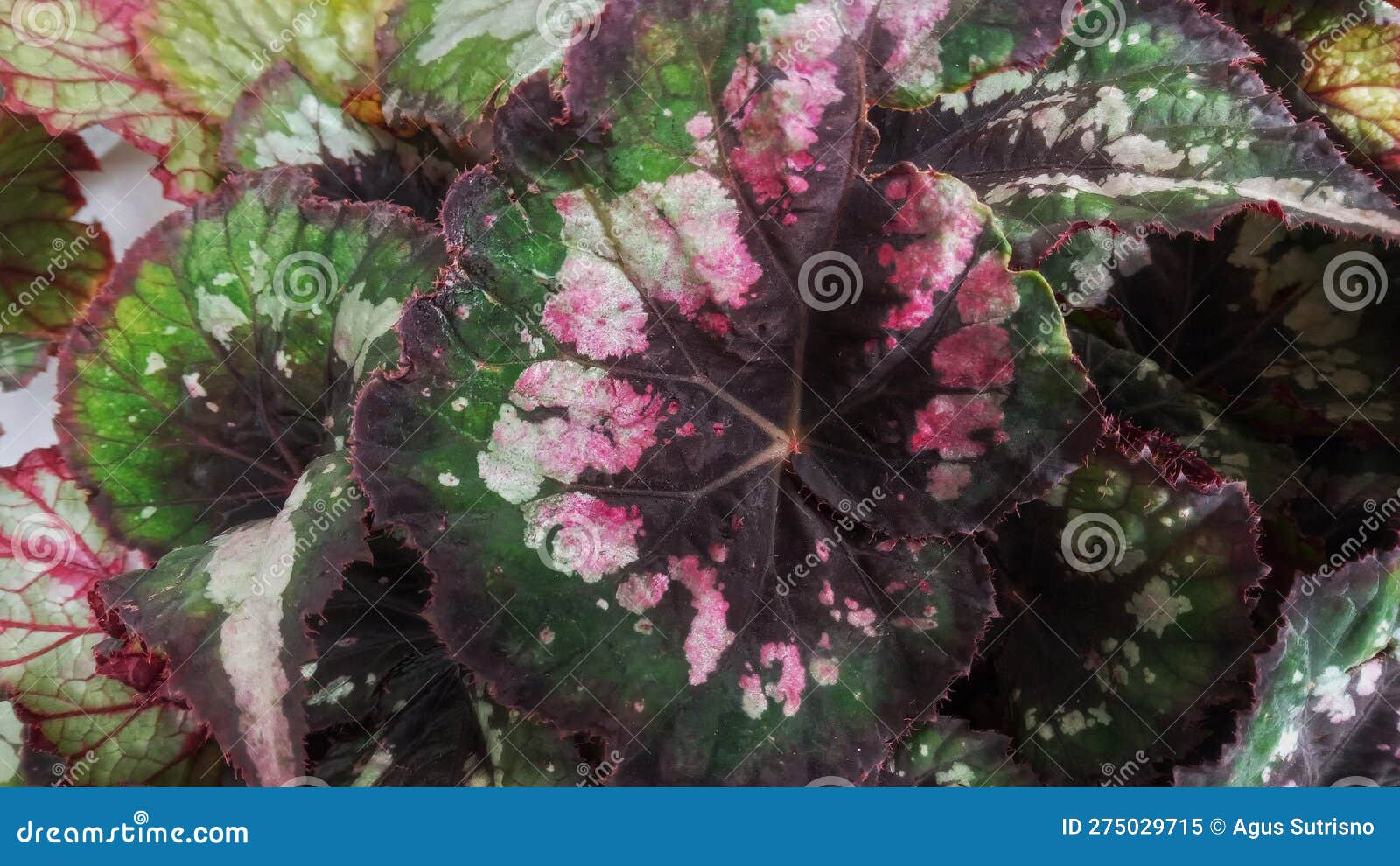 Flower Plants of the Begonia Type Have a Unique and Charming Pattern ...
