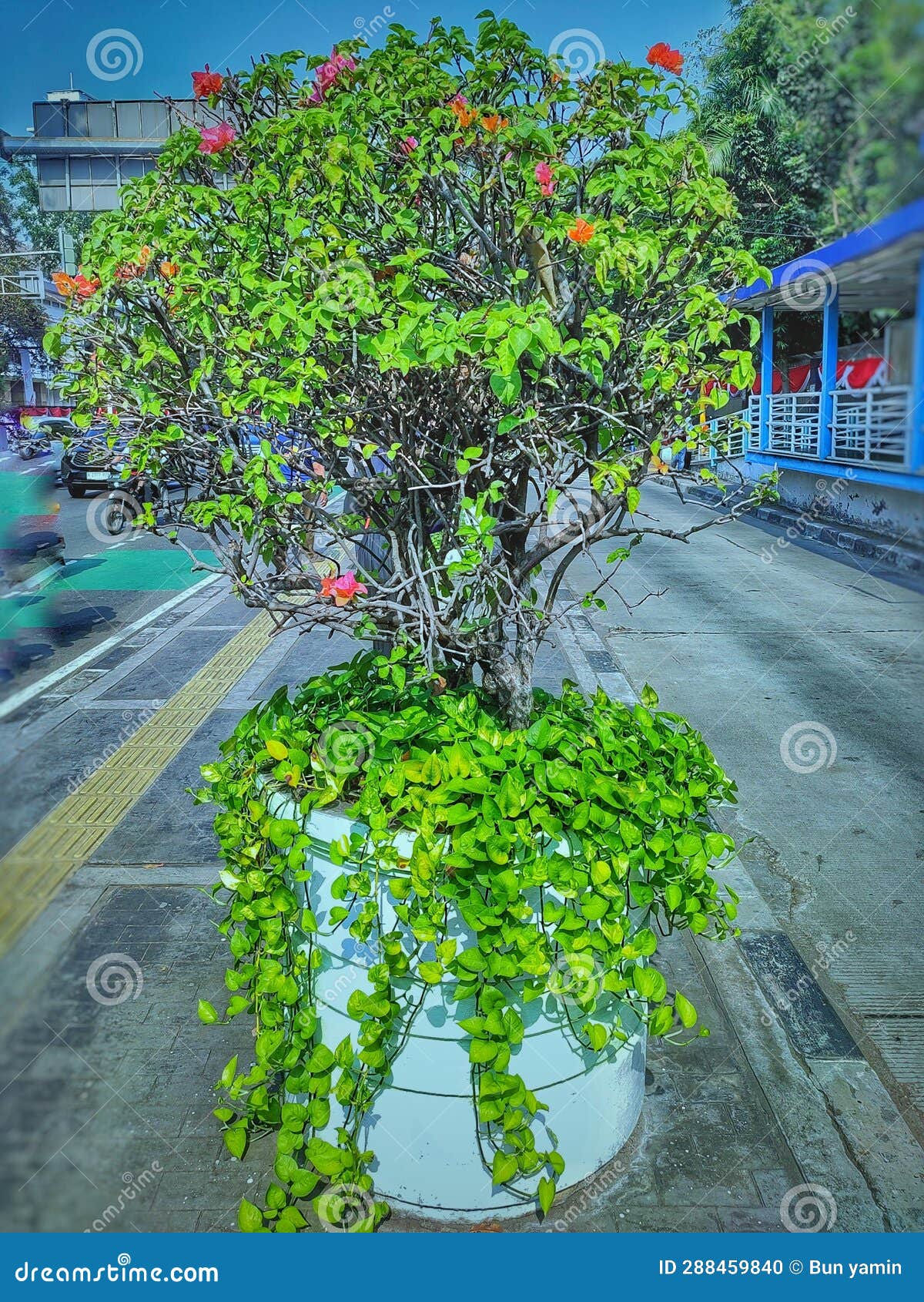 Flower Plants in Large Pots on the Edge of the Highway Stock Photo ...