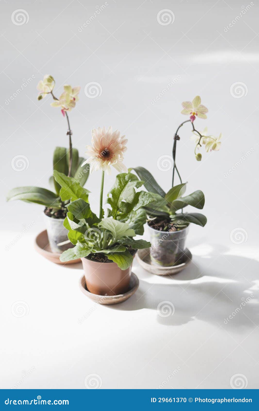 Flower Plants on Plates stock photo. Image of plant, cultivated - 29661370