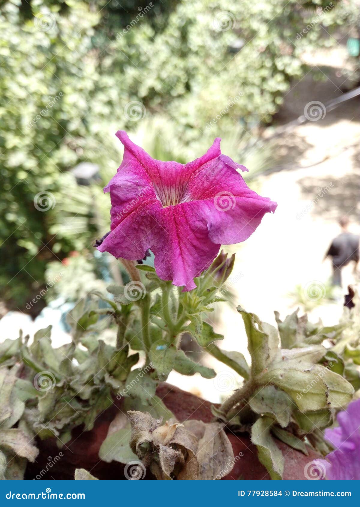 Flower. stock photo. Image of source, respect, plants - 77928584