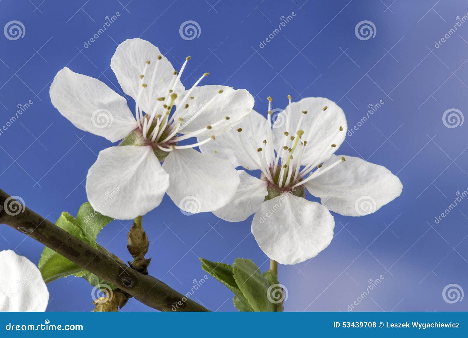 Flower of plum stock photo. Image of white, flower, tillage - 53439708