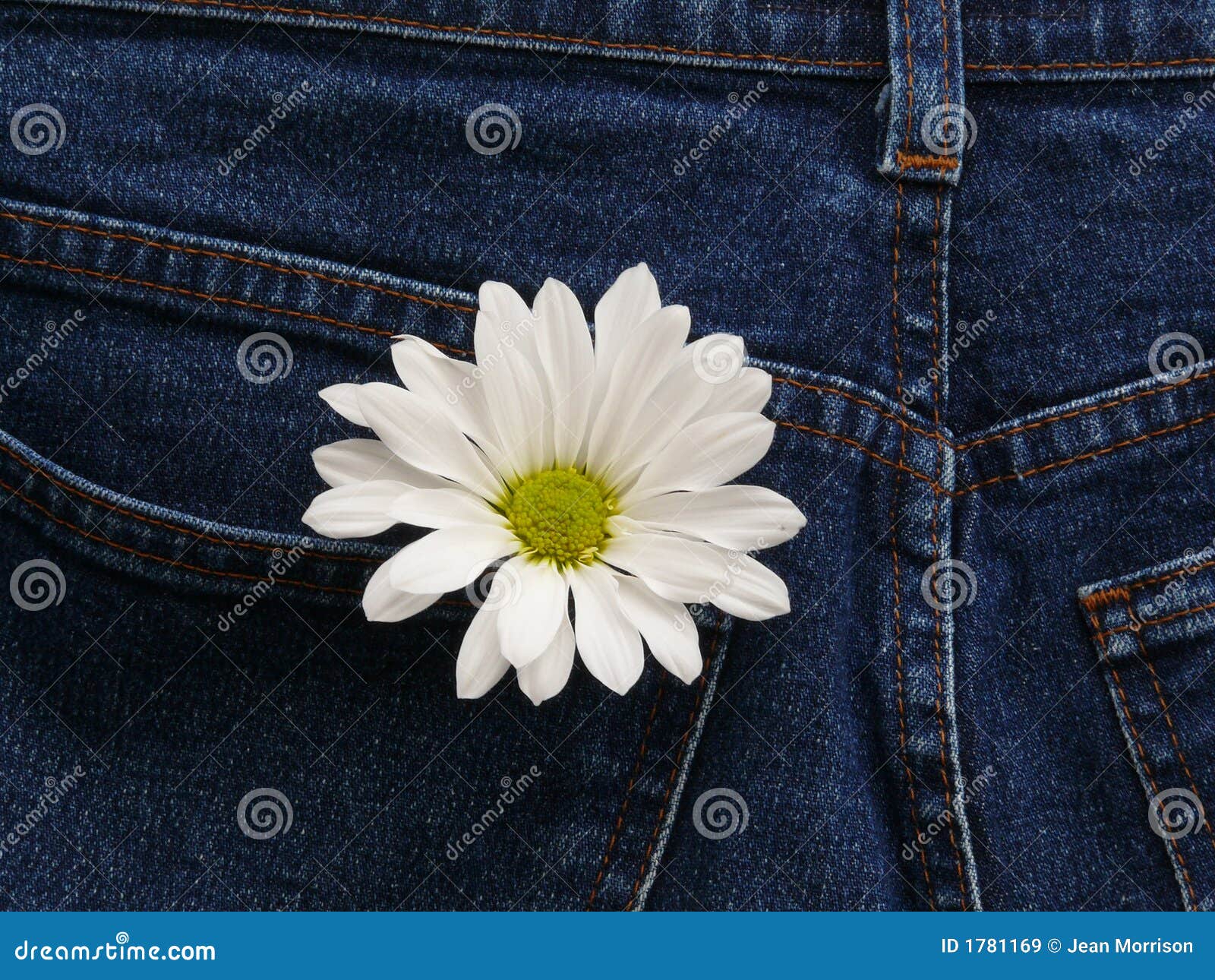 Flower in pocket stock image. Image of pocket, flower - 1781169