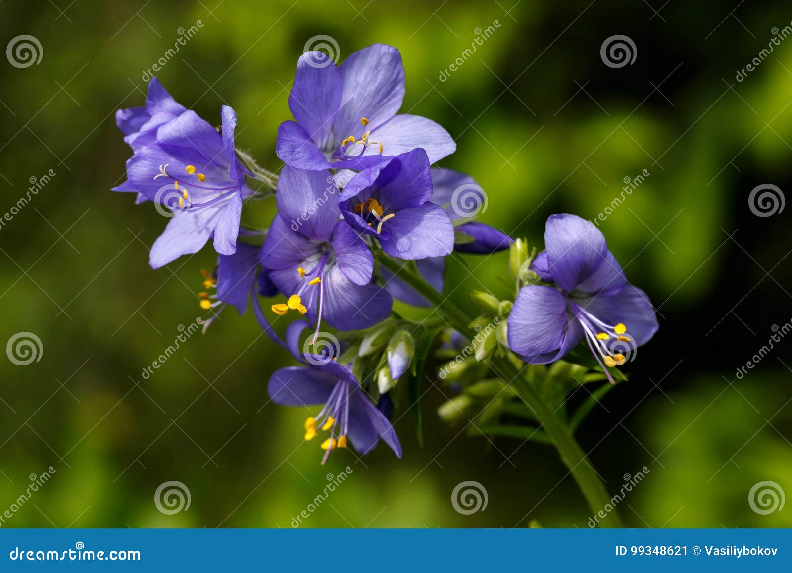 Flower Polemonium Caeruleum Stock Image - Image of growth, botanical ...