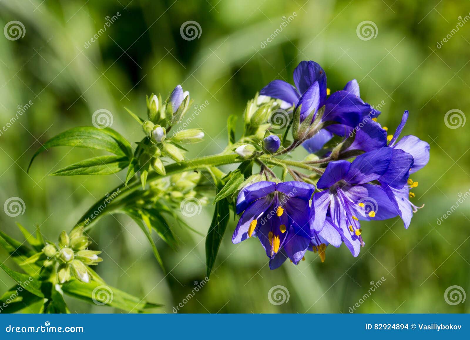 Flower Polemonium Caeruleum Stock Photo - Image of detail, card: 82924894