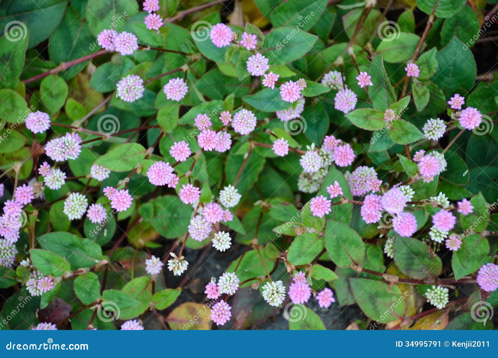 Flower of polygonum stock image. Image of botanical, grass - 34995791