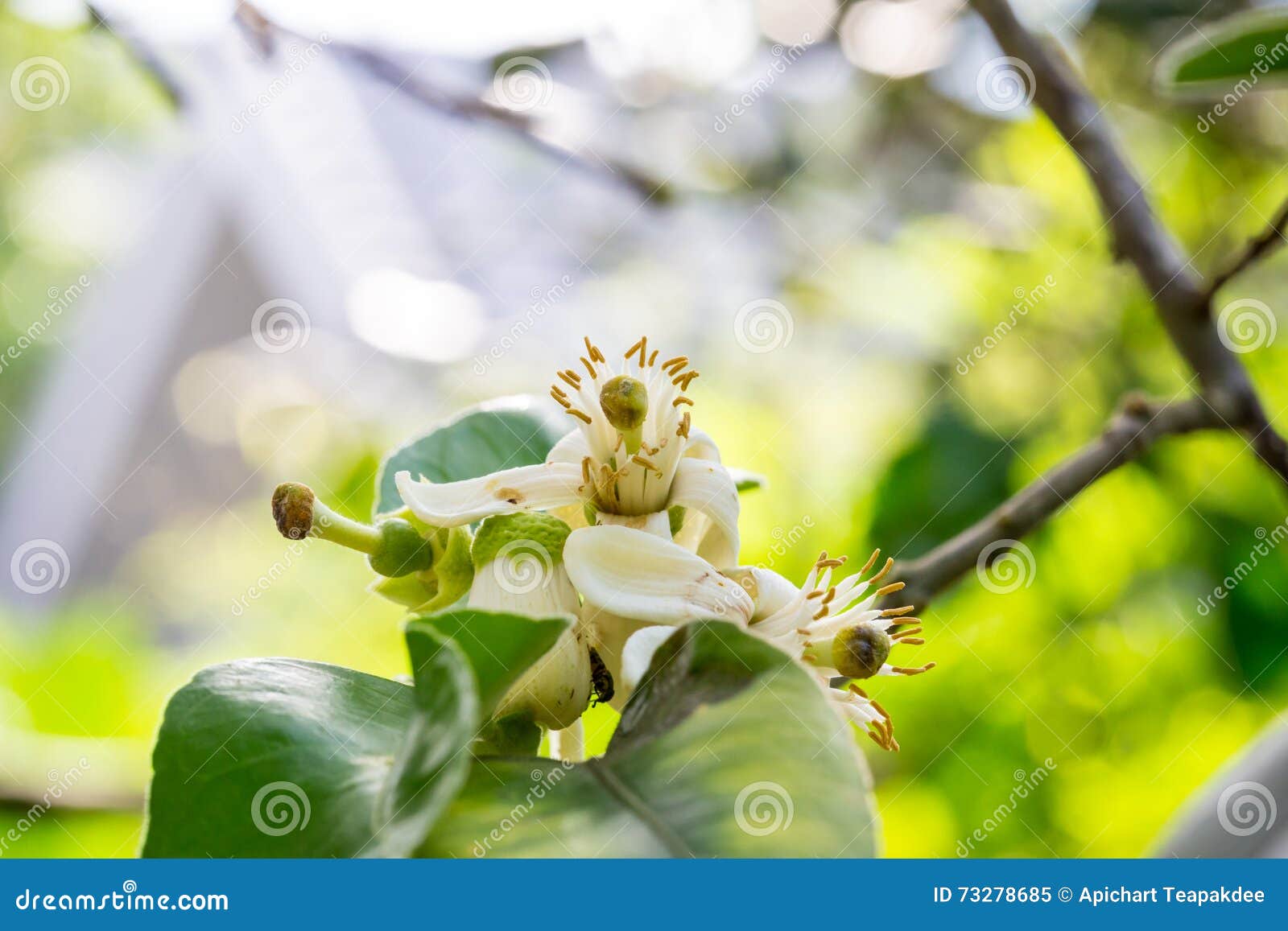 Flower of pomelo stock image. Image of blossom, gourmet - 73278685