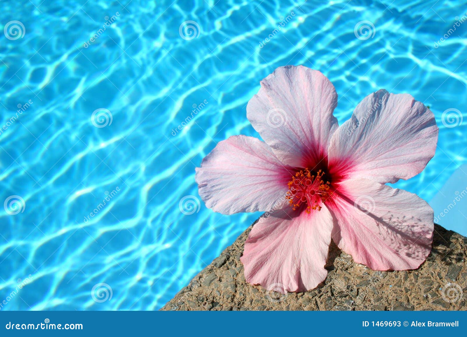Flower by Pool stock image. Image of nature, bloom, swim - 1469693