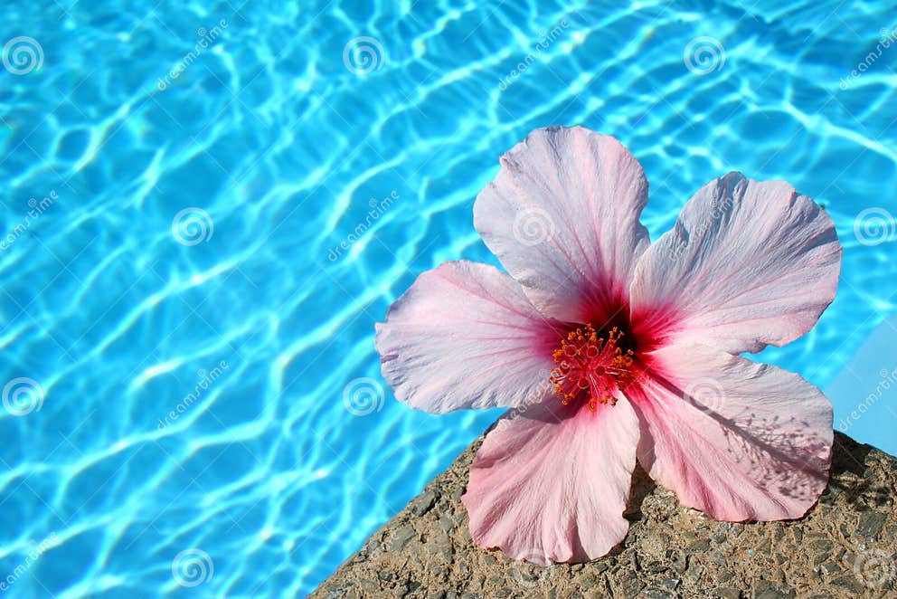 Flower by Pool stock image. Image of nature, bloom, swim - 1469693
