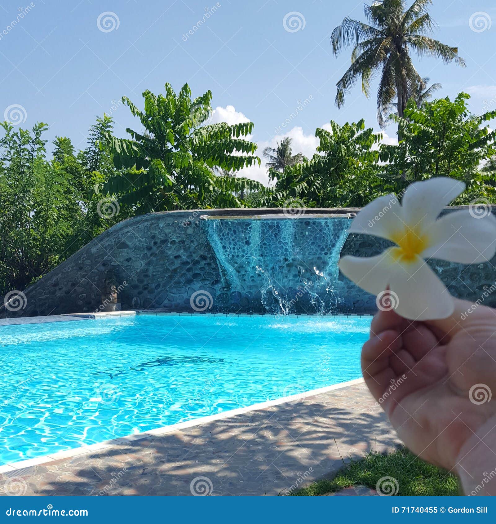 Flower and pool stock image. Image of flower, bali, pool - 71740455