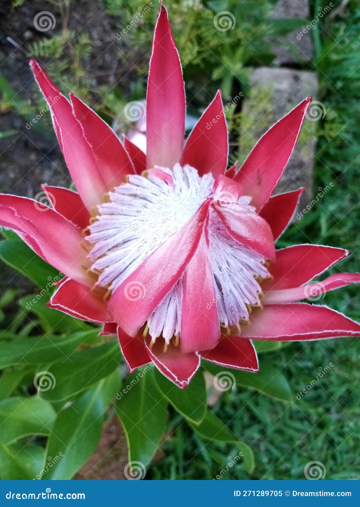 Portea flower stock image. Image of plant, rose, petal - 271289705