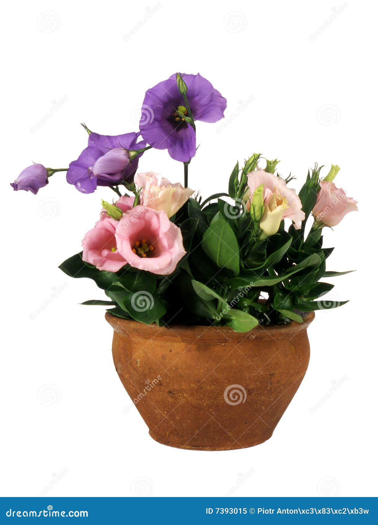 Flower in the pot stock image. Image of leaf, tree, botany - 7393015