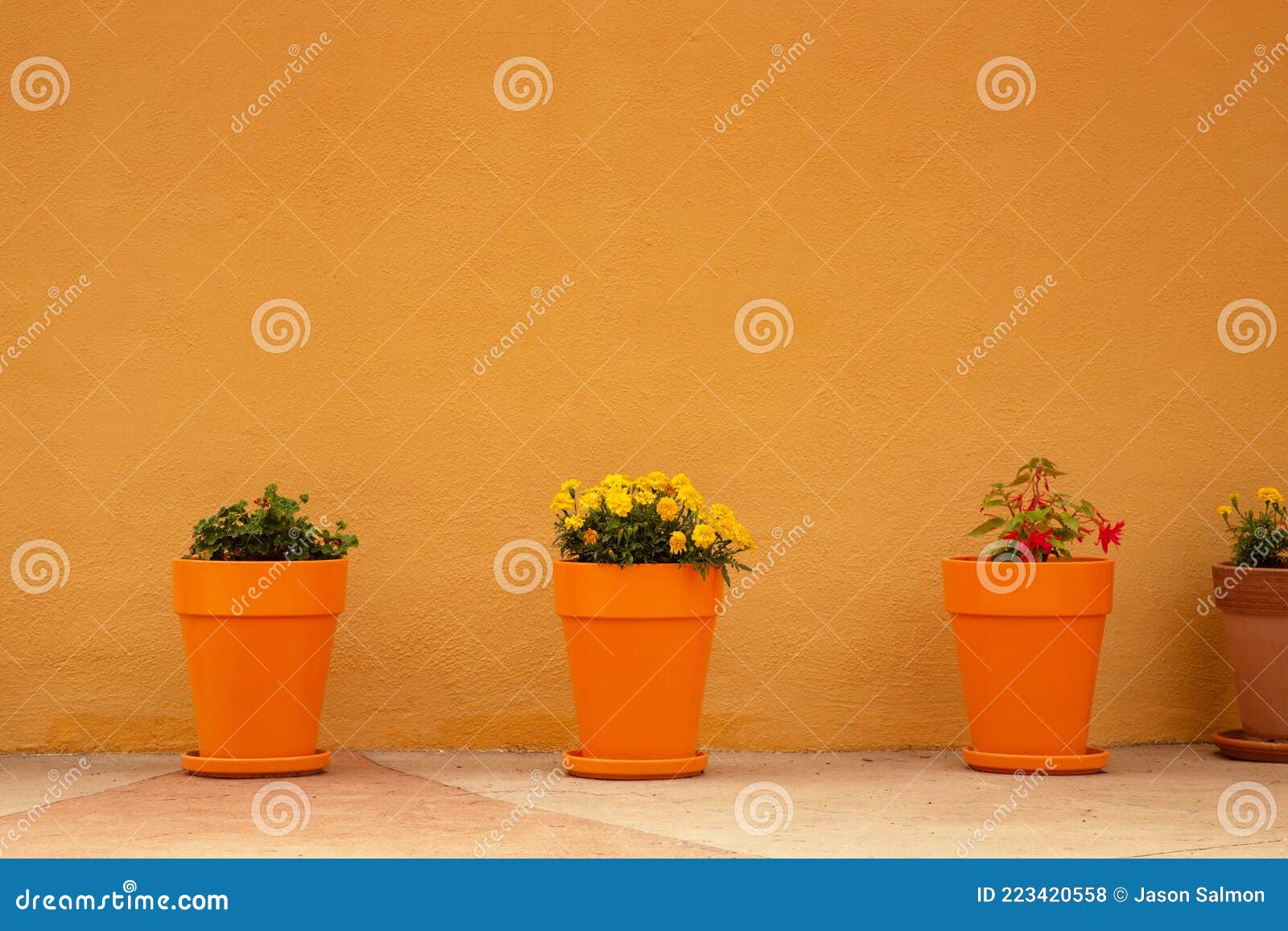 Flower Pot Background Image Stock Photo - Image of bloom, botany: 223420558