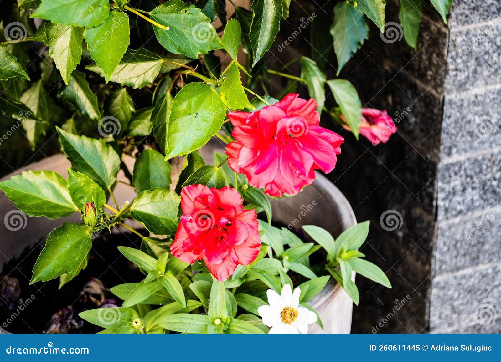 Red Hibiscus Syriacus And White Zinnia Angustifolia Stock Image Image