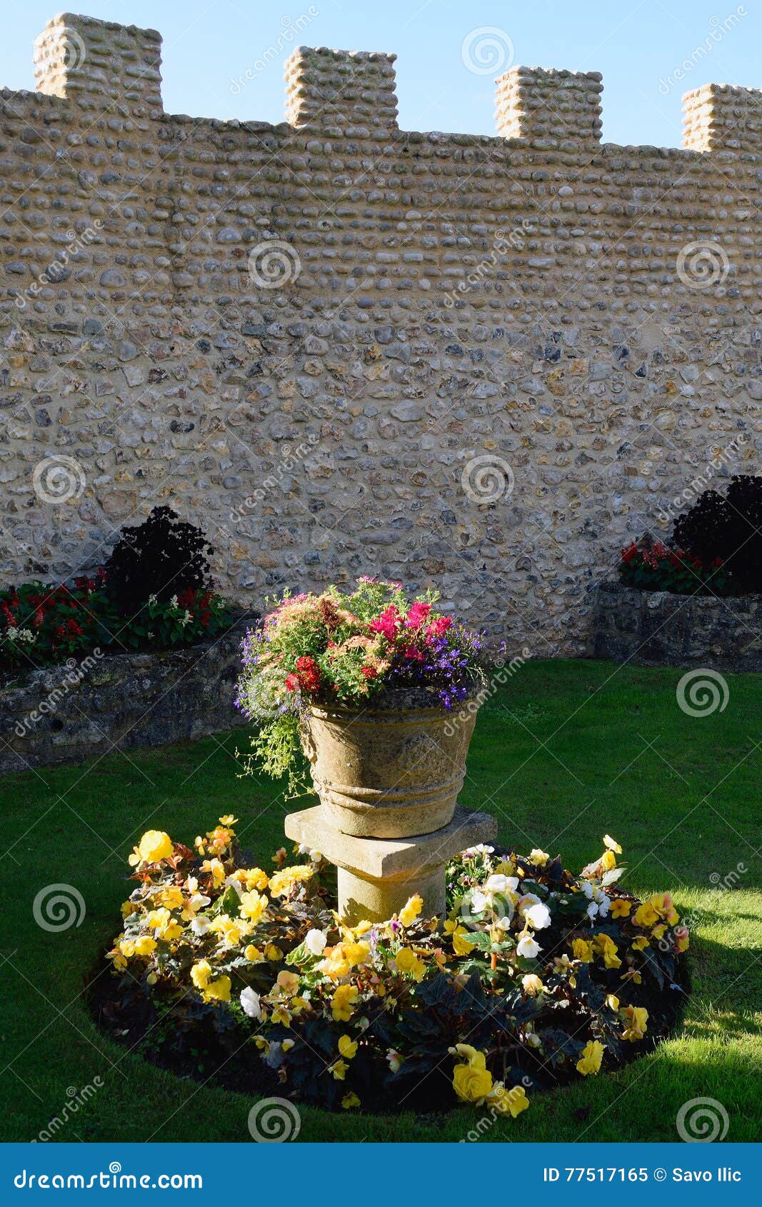 Flower pot stock image. Image of sidmouth, england, castle - 77517165