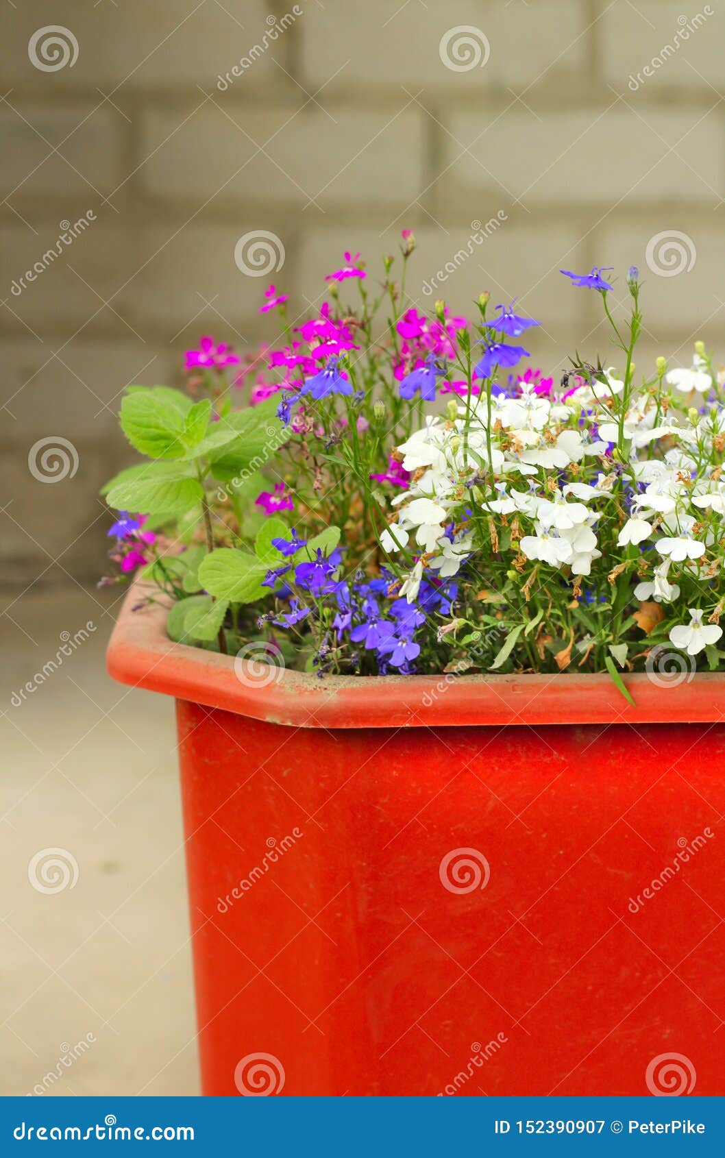 Flower Pot with Colored Flowers.Multi-colored Flowers Stock Image ...