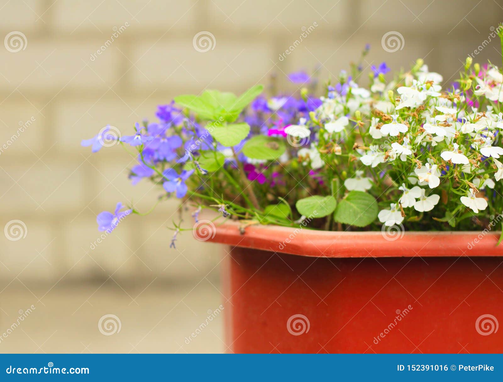 Flower Pot with Colored Flowers.Multi-colored Flowers Stock Photo ...