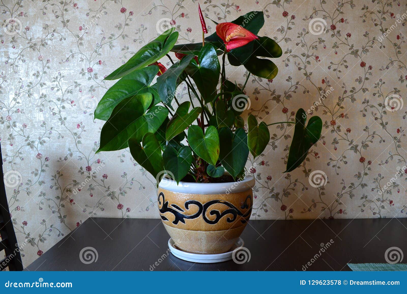 A flower in a pot stock photo. Image of nature, flora - 129623578