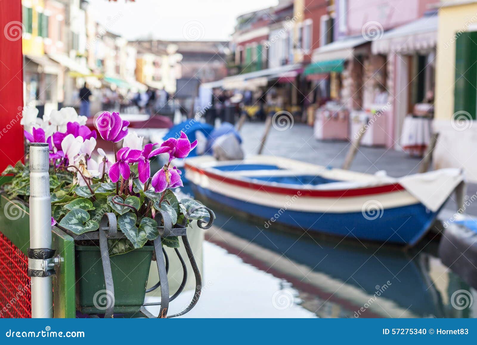 Barque Flower Stock Photos - Free & Royalty-Free Stock Photos from ...