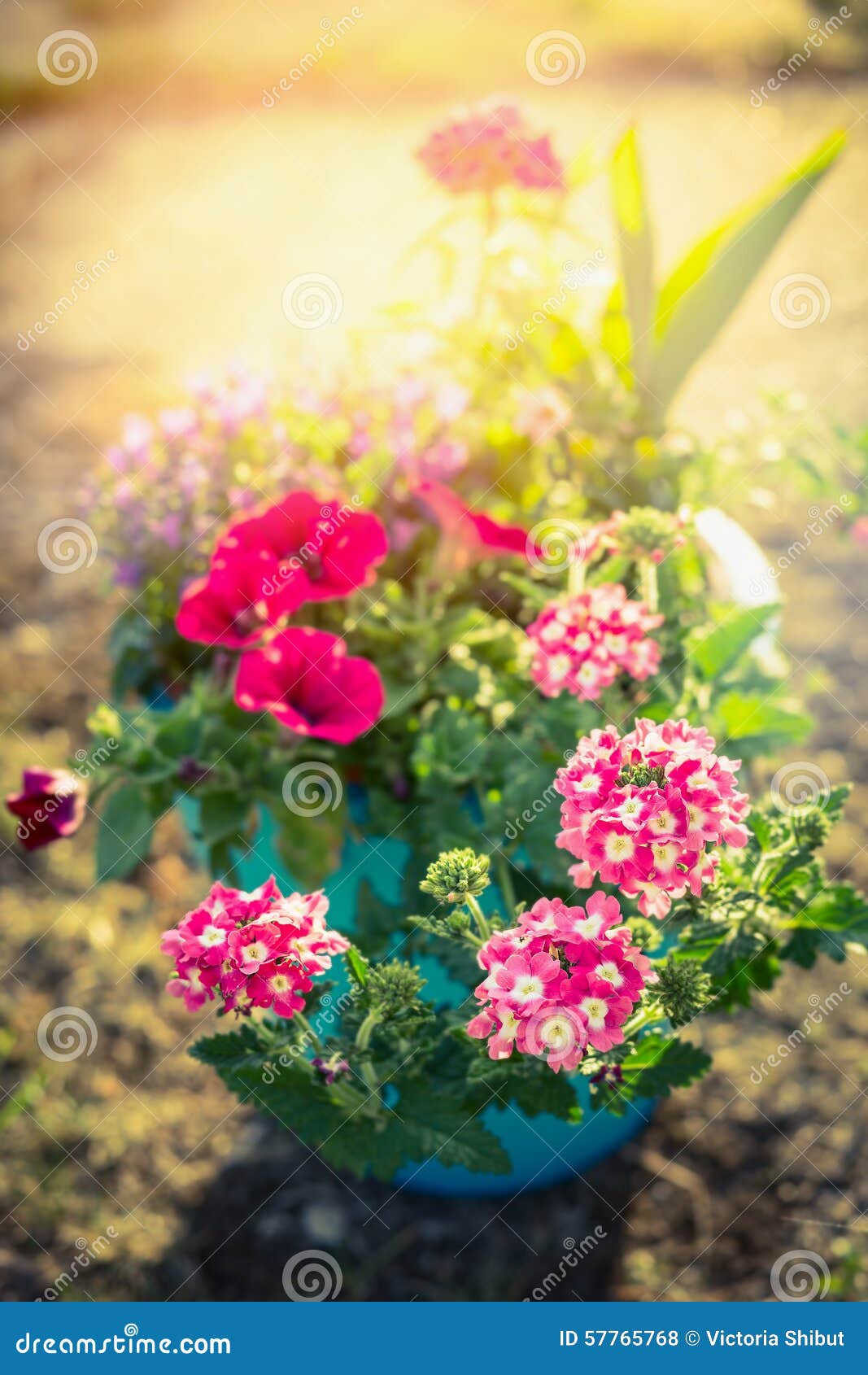 Flower Pot with Garden Deco Flowers in Sunlight Stock Photo - Image of ...