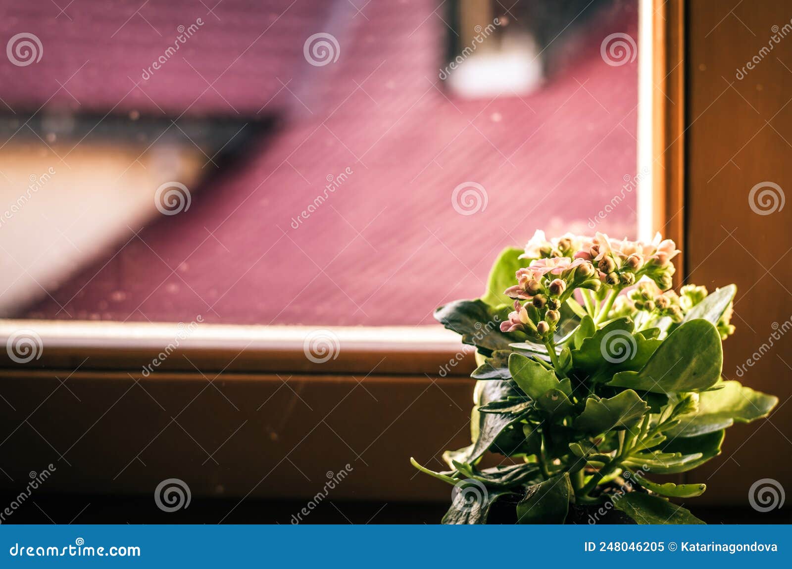 Flower in pot stock image. Image of leaves, nature, green - 248046205