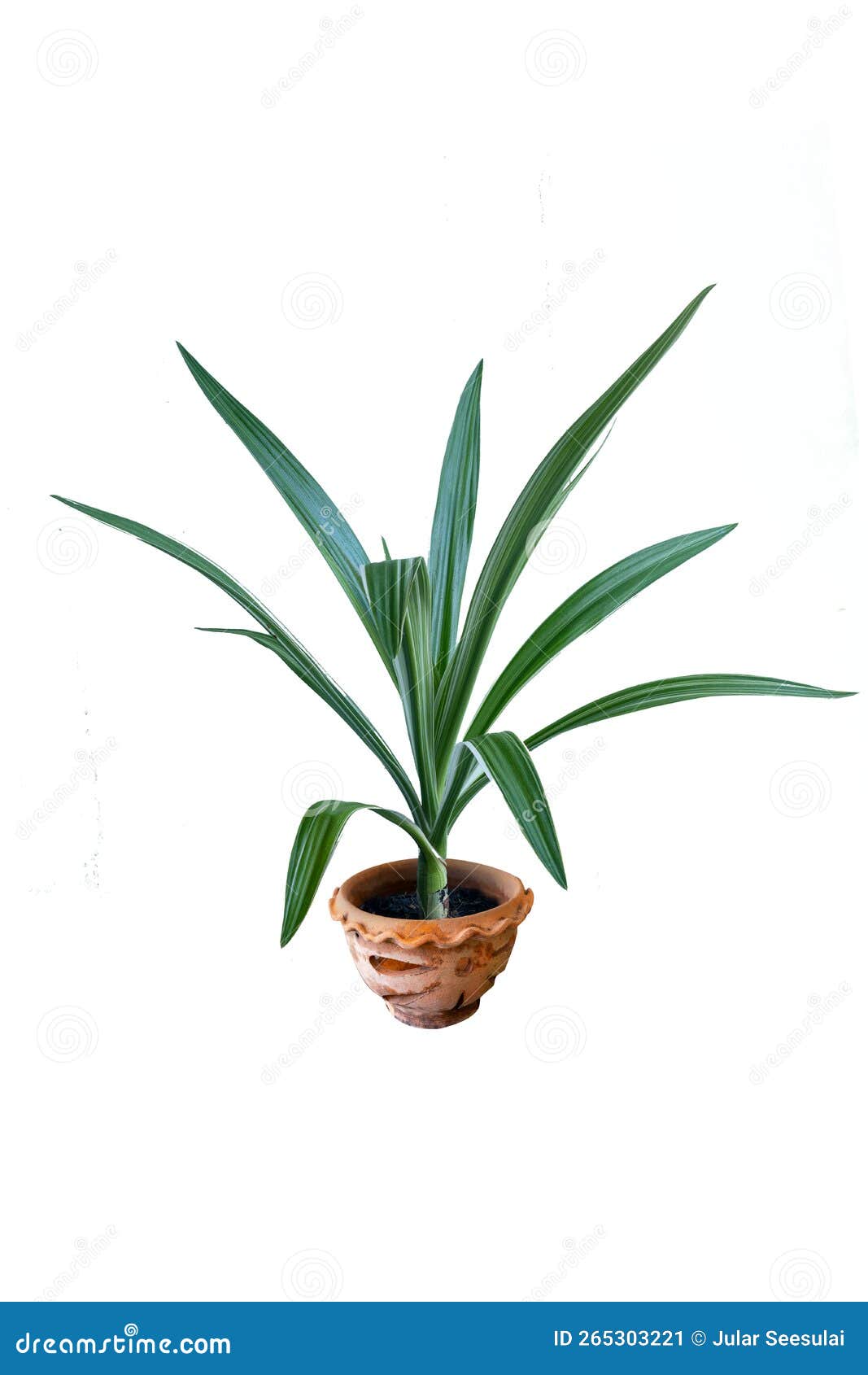 Flower Pot and Green Tree Decoration Isolated on White Background ...