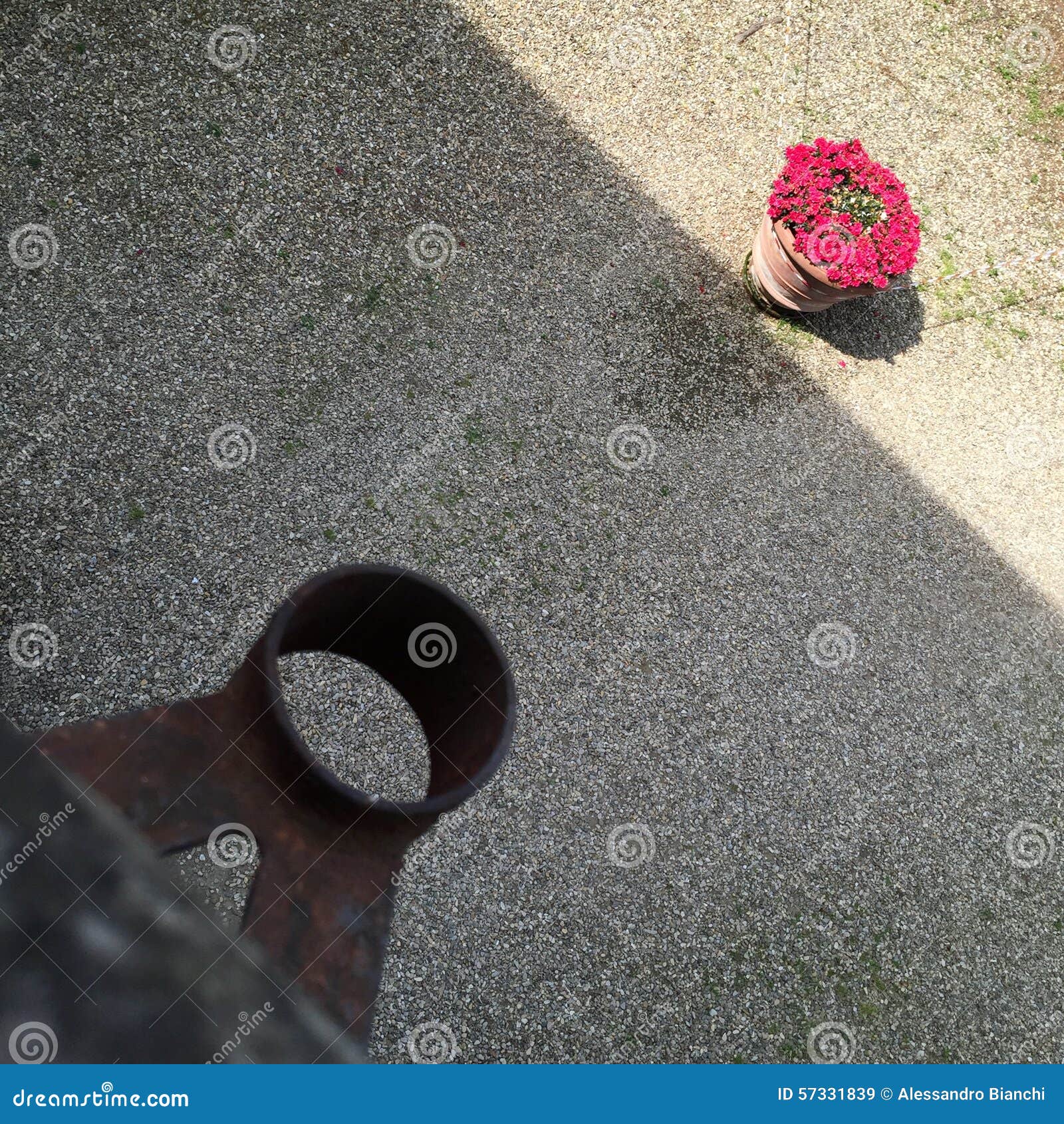 Flower pot on ground stock image. Image of blooming, ground - 57331839