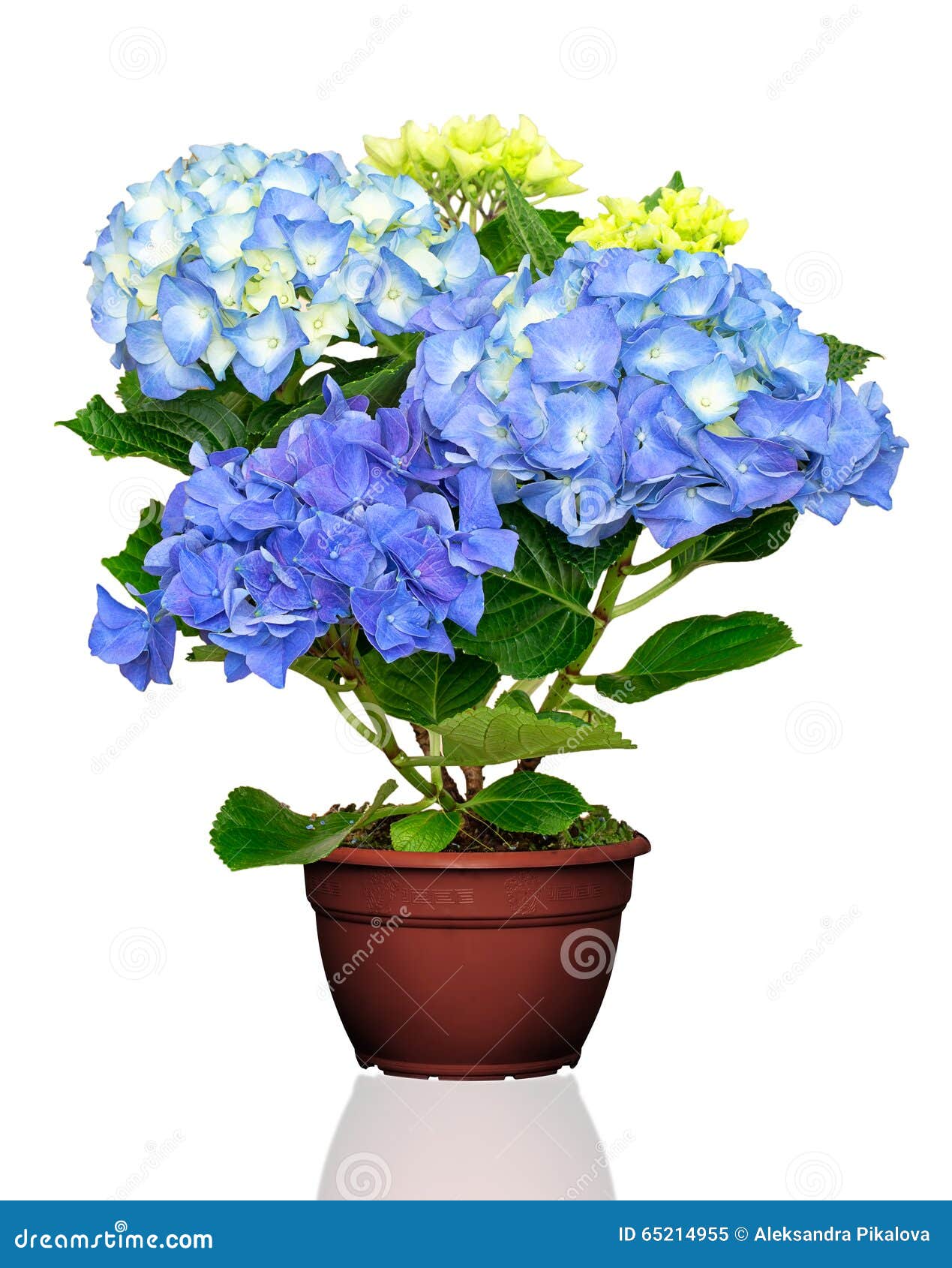 Flower in pot stock image. Image of freshness, blooming - 65214955