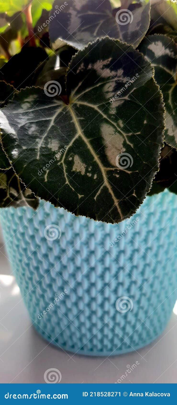 Flower in the Pot, Leaf Plant. Window Stock Image - Image of insect ...