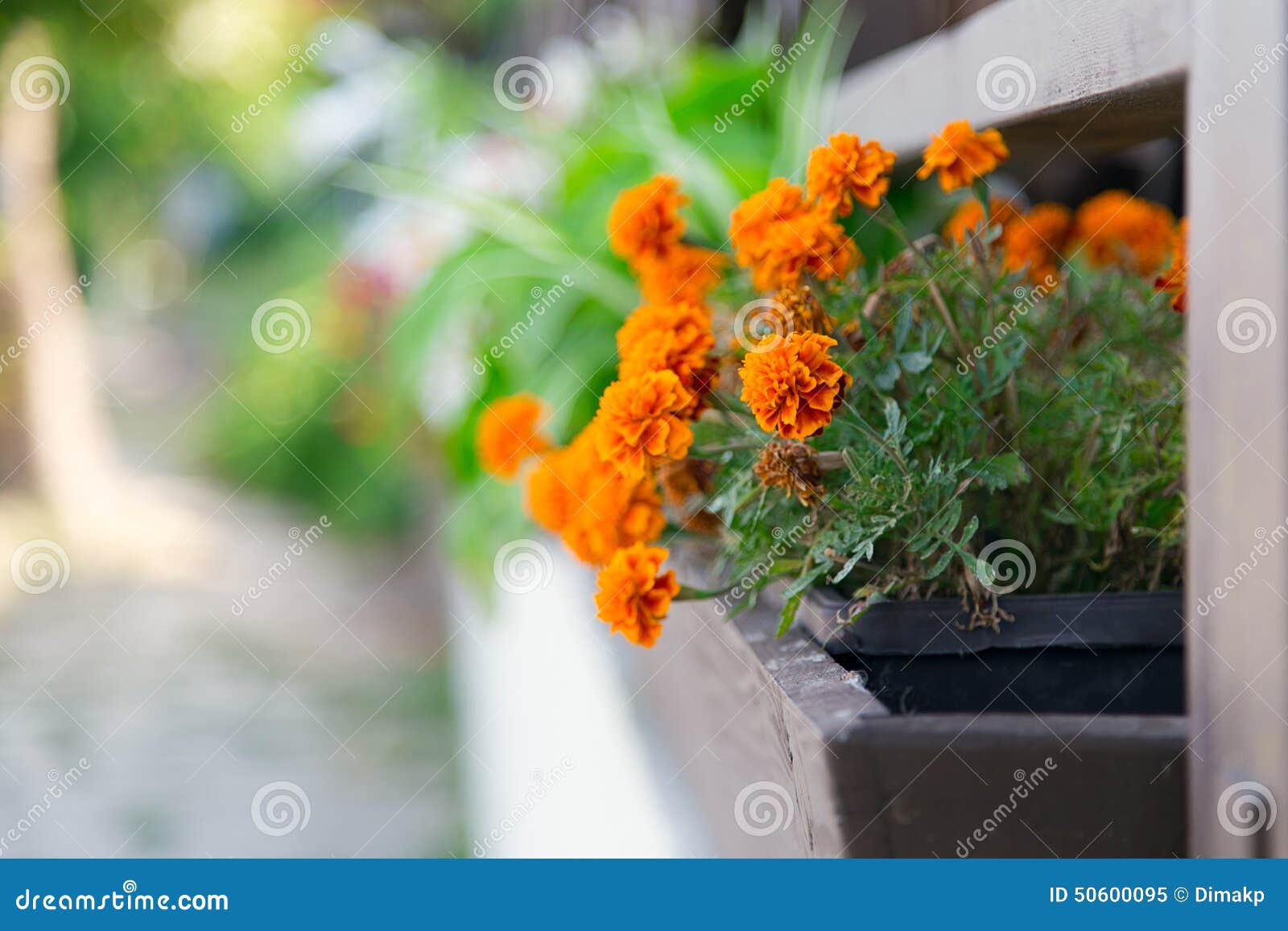 Flower pot marigold stock image. Image of blossom, floral - 50600095