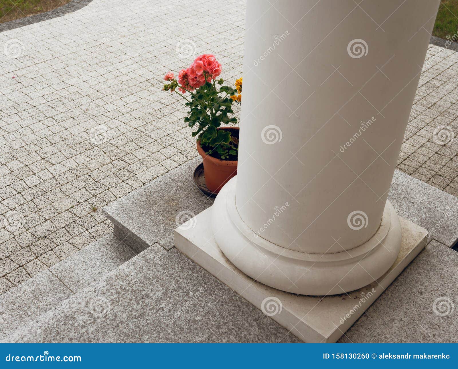 Flower in a Pot Near a White Column at Home Stock Photo - Image of ...