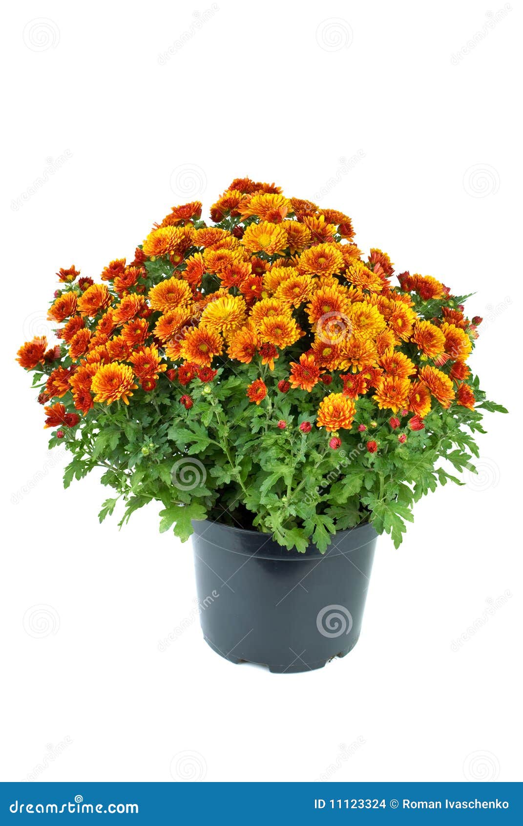 Flower Pot with Orange Chrysanthemum Flowers Stock Photo - Image of ...