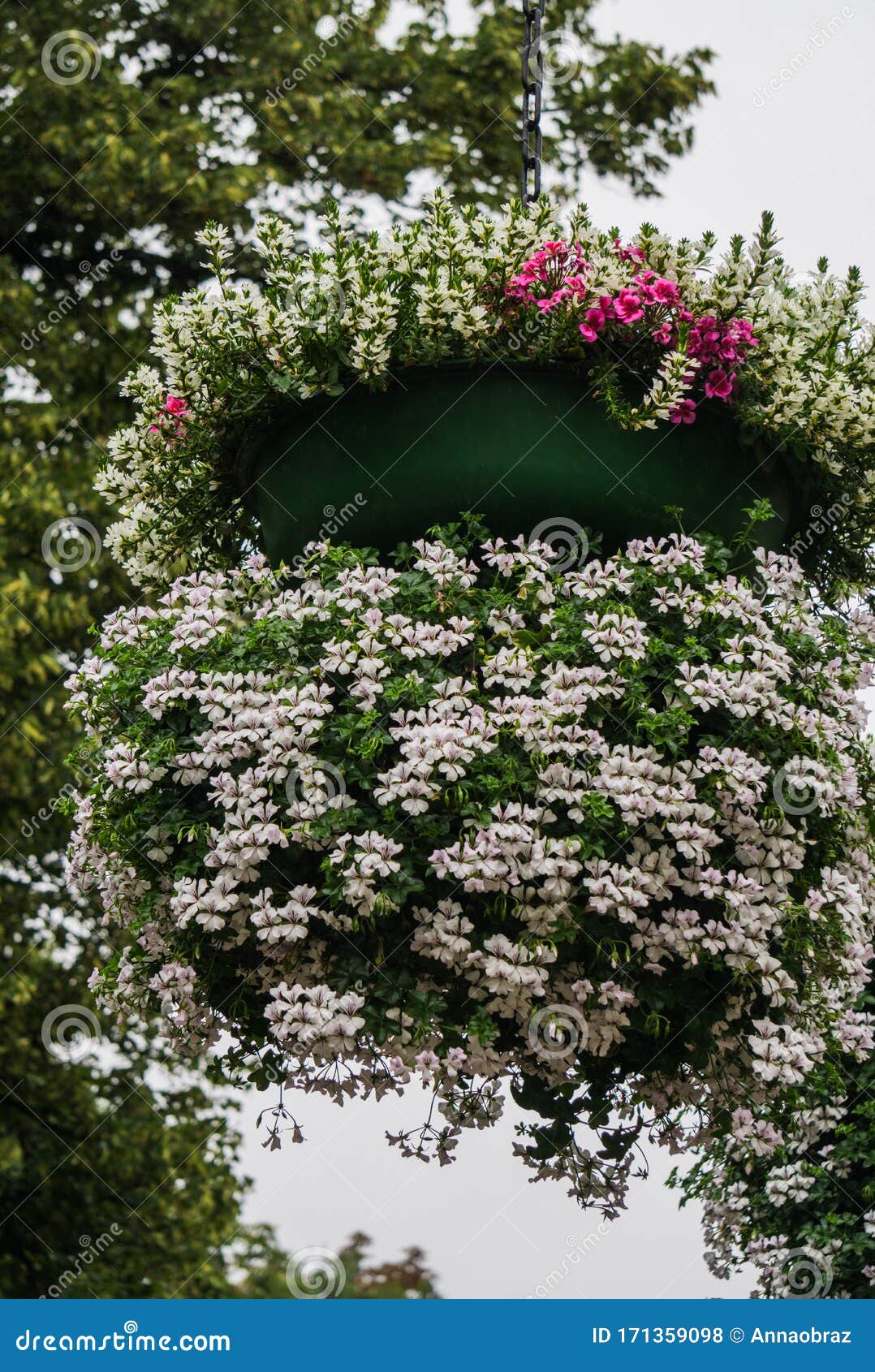 Flower Pot on a Pillar with White Geranium Flowers Stock Photo - Image ...