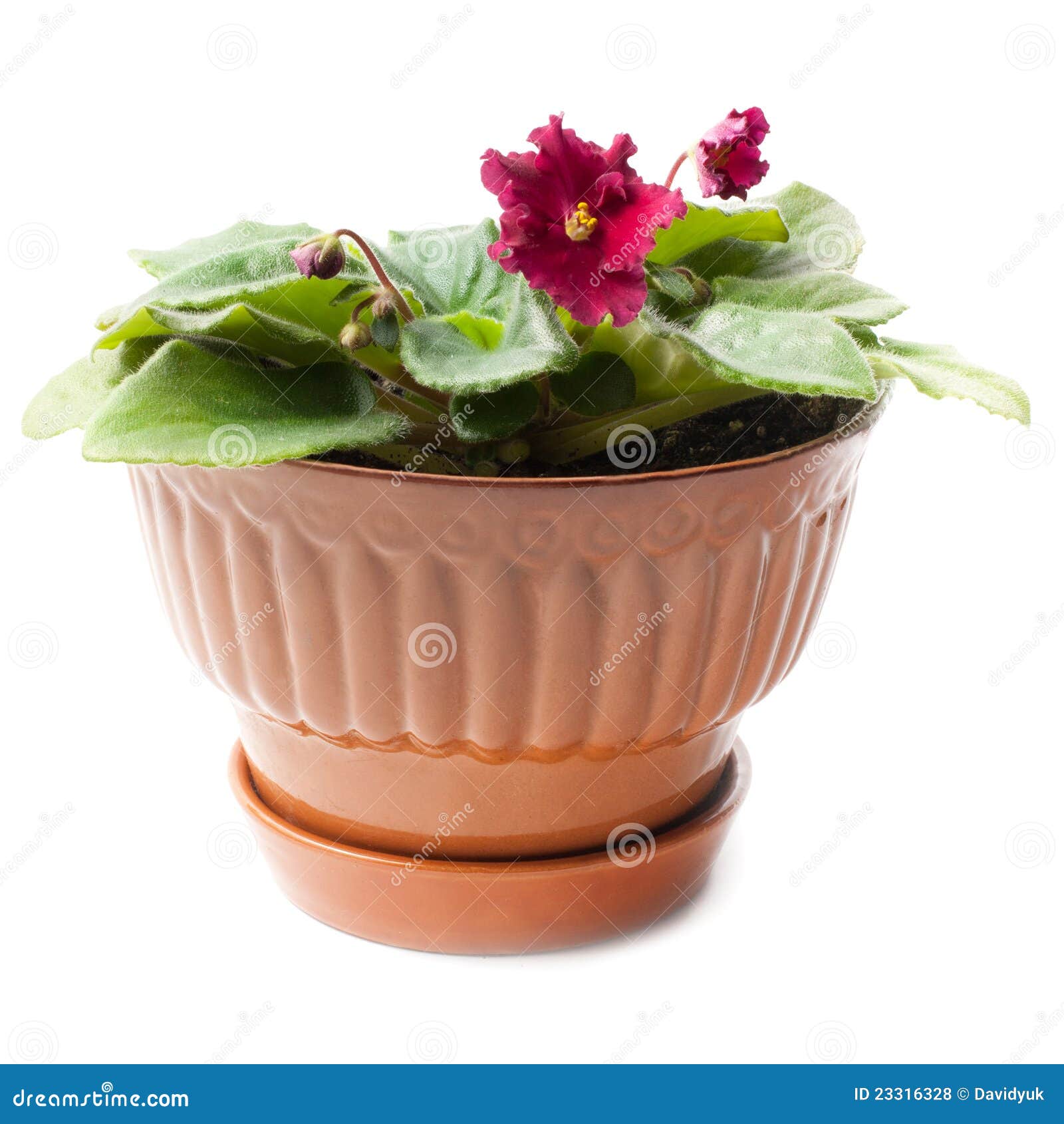 Flower Pot with Purple Violets Stock Photo - Image of potted, floral ...