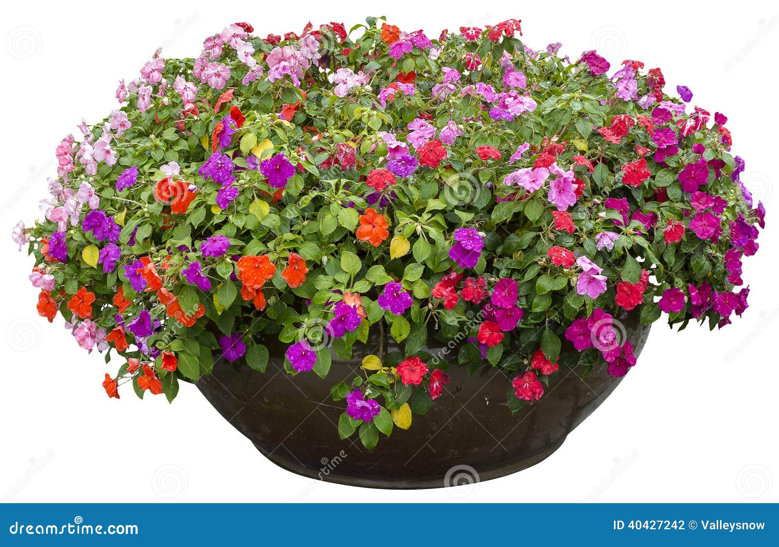 158,553 Spring Flower Pot Stock Photos - Free & Royalty-Free Stock ...
