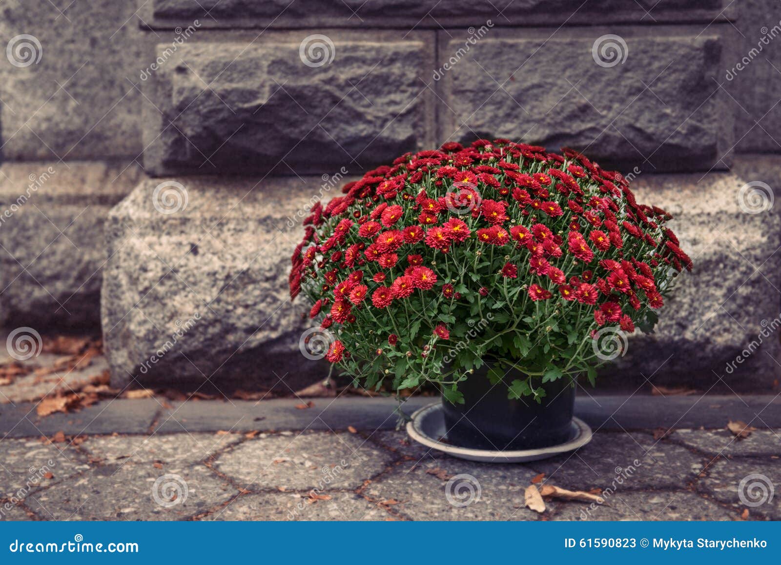 56,953 Flower Pot Red Photos - Free & Royalty-Free Stock Photos from ...
