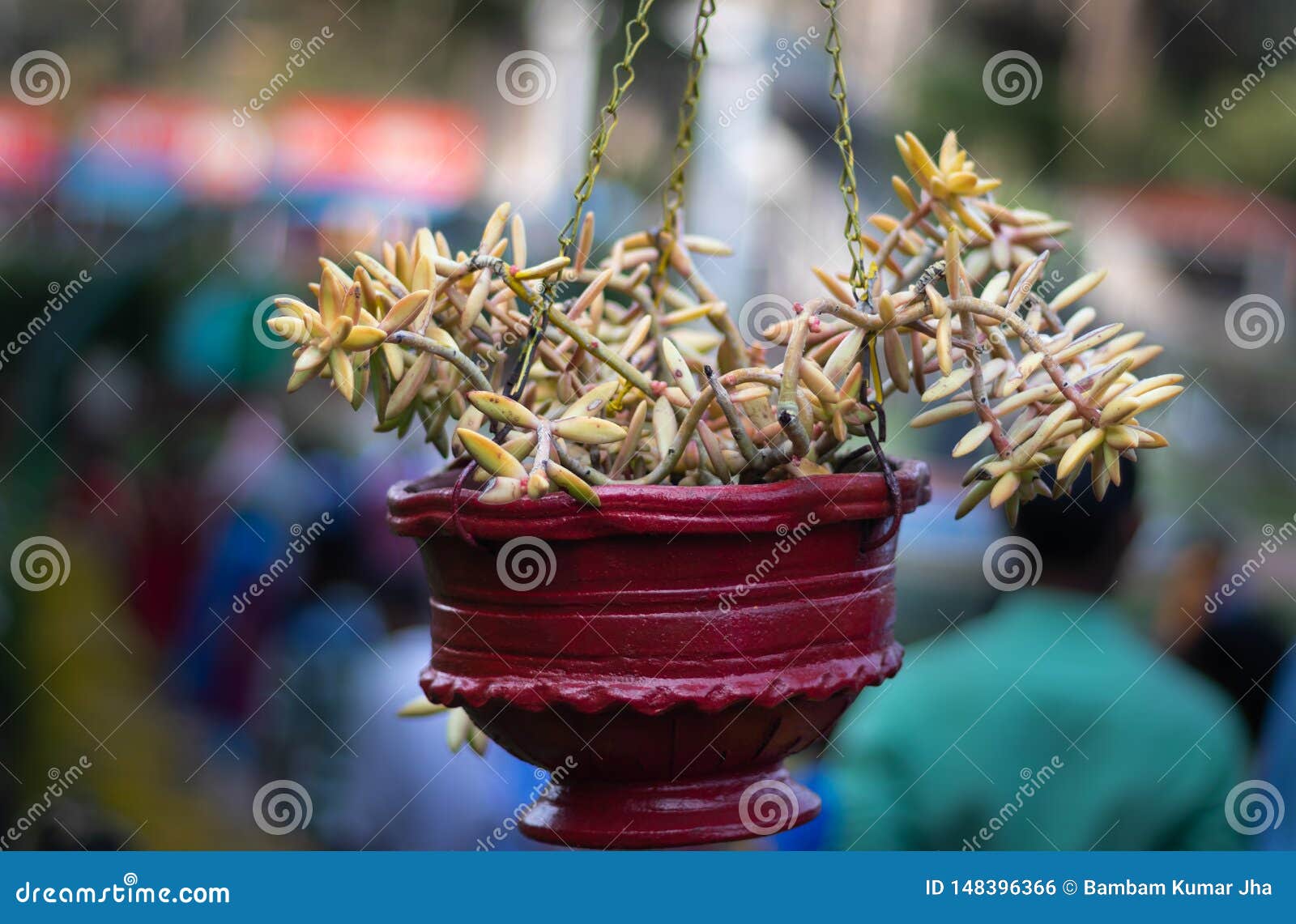 Flower Pot Red with Unique Tree Stock Photo - Image of natural ...