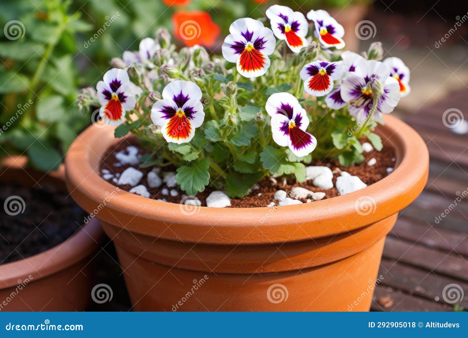 Flower Pot with Ring of Salt Around To Deter Slugs Stock Photo - Image ...