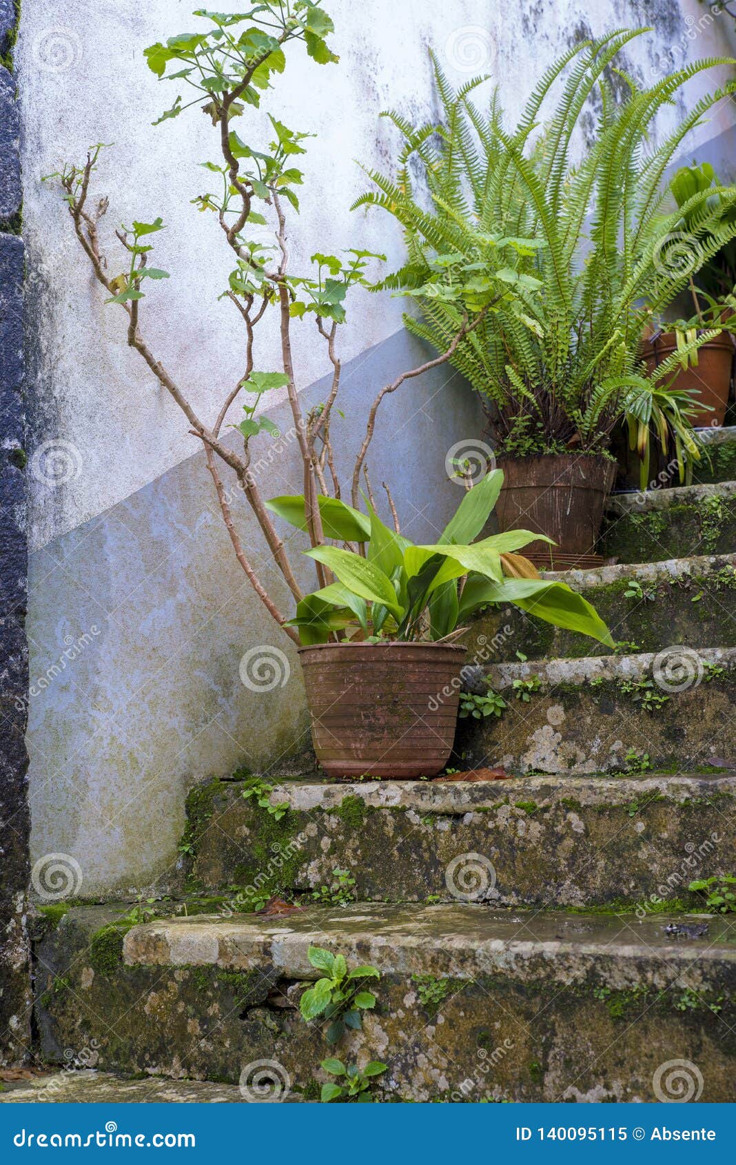 Flower pot on a stair stock image. Image of green, style - 140095115